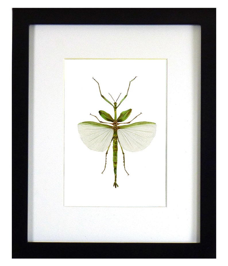 Goliath Stick Insect Watercolor Painting Framed Walking Stick - Etsy