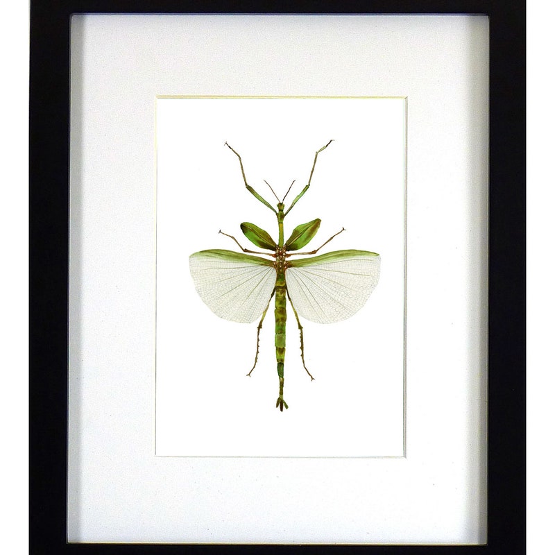 Insect Art - Etsy