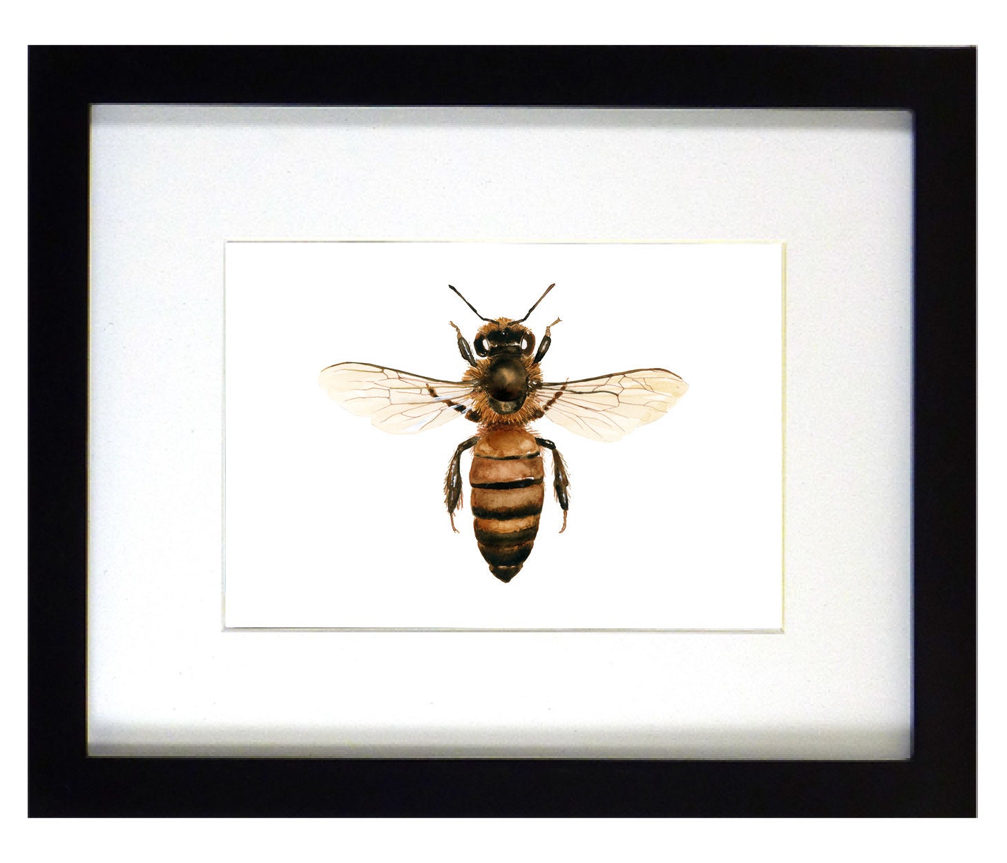 Framed insect paintings and art prints — Otterwell Studio