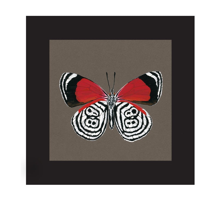 Framed insect paintings and art prints — Otterwell Studio