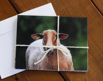 Sheep Lamb Note Cards Set of 10 With Matching Envelopes - Etsy
