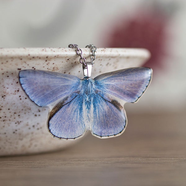 Blue Butterfly - Etsy