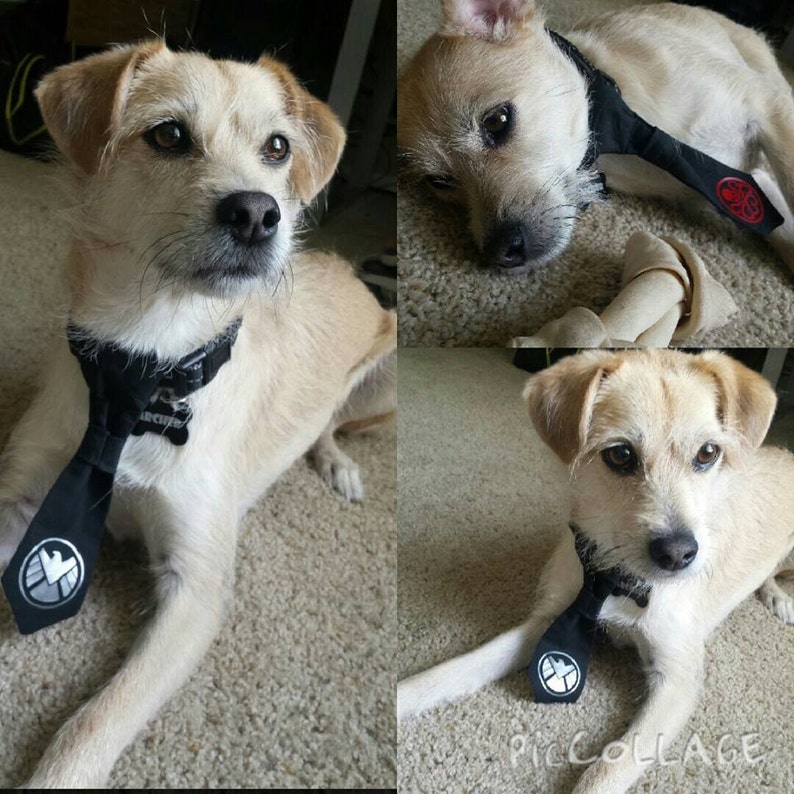 Aos Pet Tie for Dog/cat | Etsy