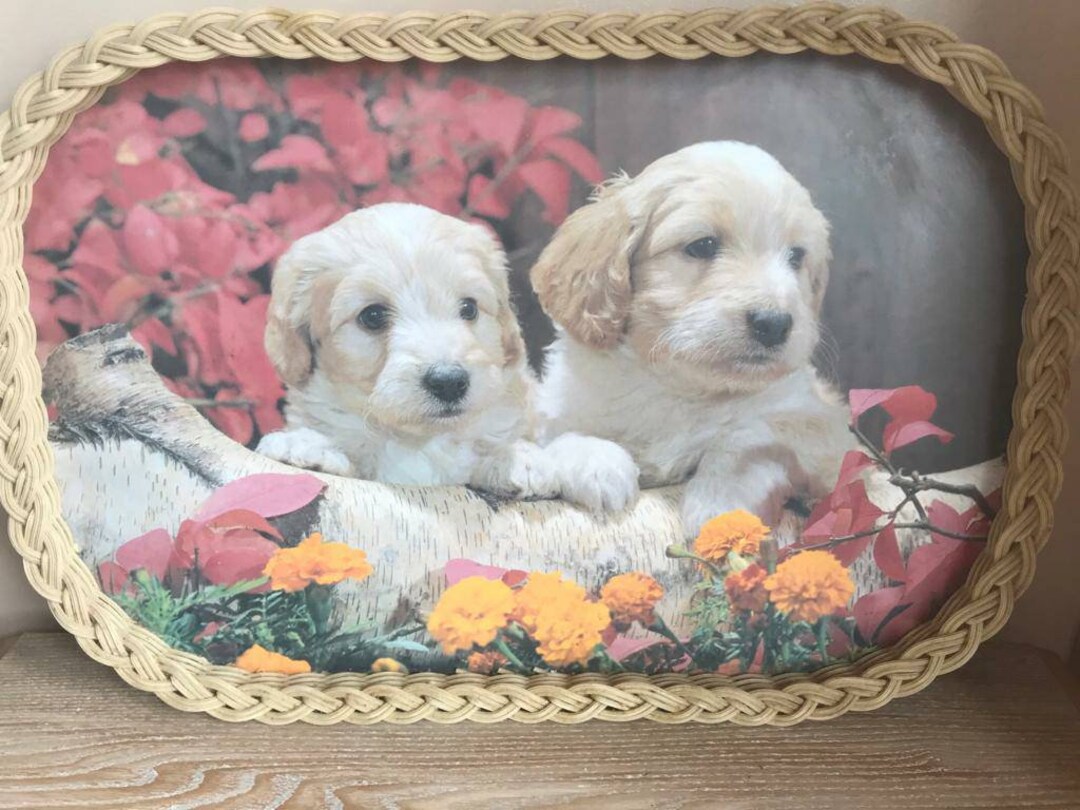 Vintage Serving Puppy Dog Kitchen Tray - Etsy