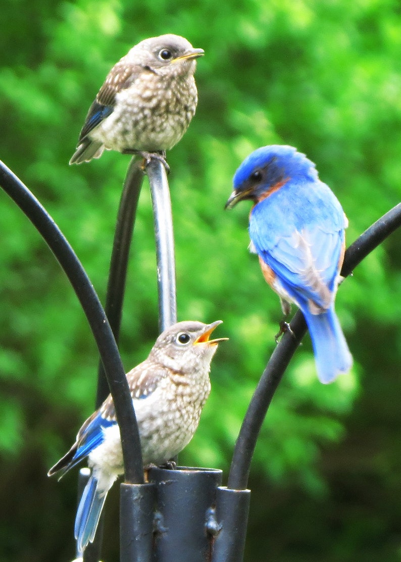 Bluebird grumpy face art print by Ellen Brenneman | Etsy