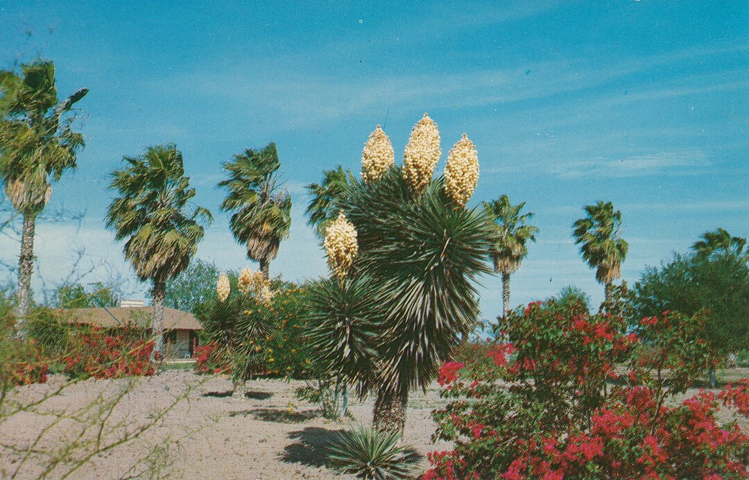 Texas: Vintage Postcard of Palms, Bougainvillea, Citrus Fruit and ...