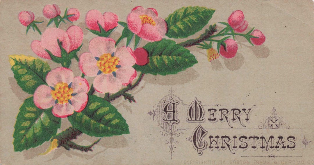 Christmas: Two Antique Embossed Christmas Postcard Pink Flowers & Merry Christmas 1890s and ...