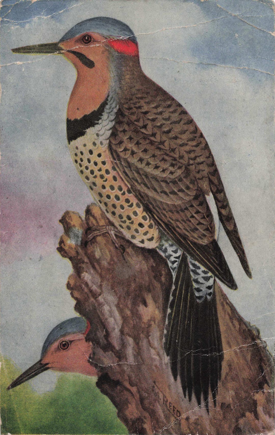 Birthday: Antique Bird Postcard flicker Northern Flicker Woodpecker Illustration by J. Reed - Etsy
