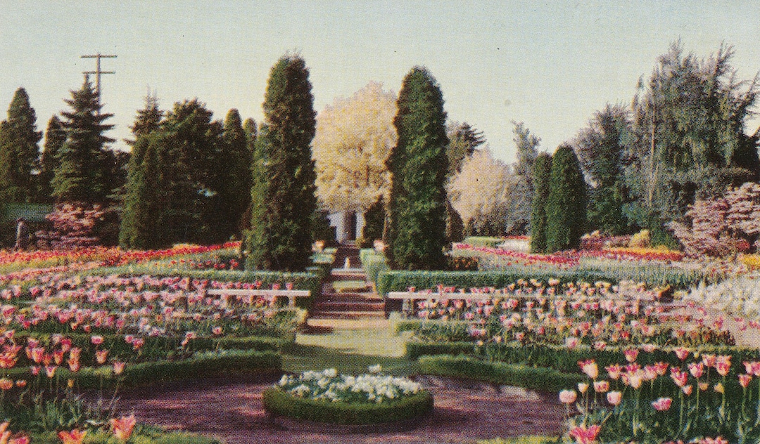 Oregon: Vintage Postcard of Tulips in the Lambert Gardens in Portland ...
