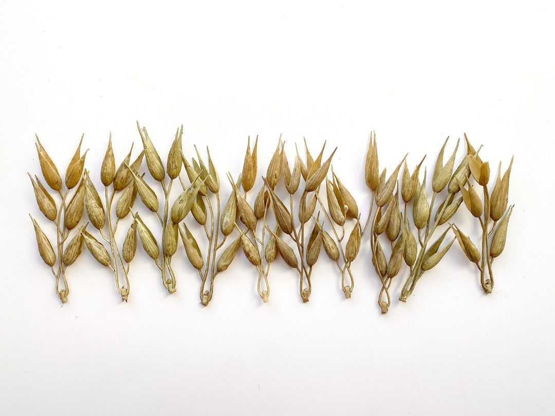 10 Artificial Oat Seed Pods Artificial Flowers Faux Seed Pods Faux Oat ...