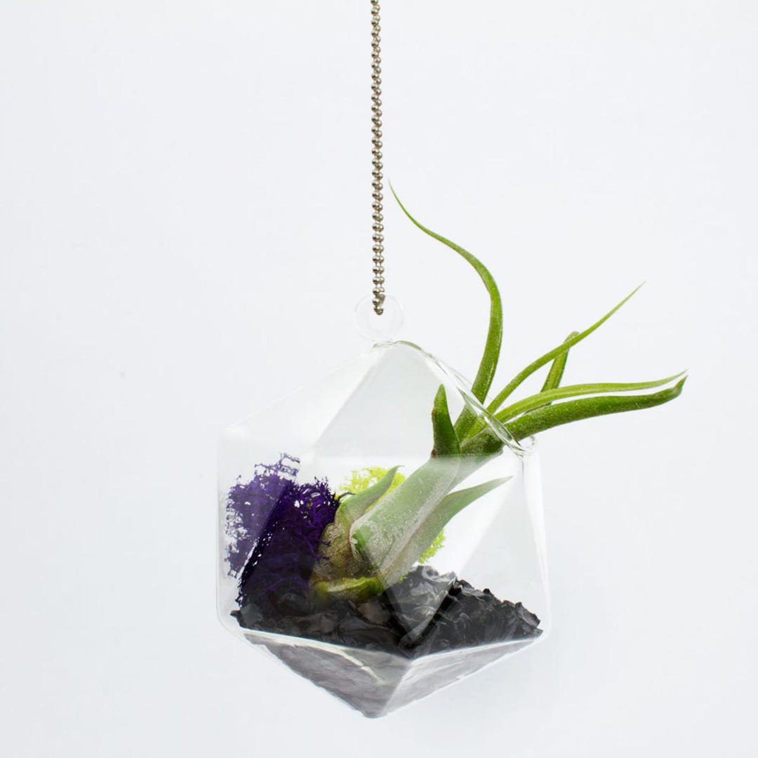 Frameless Geometric Glass Terrarium: Set of 6 Hanging Planters (4.5 ...