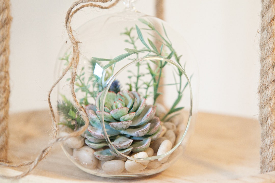 DIY Terrarium Kit or Ready to Display: 6 Whimsical Glass Terrarium With ...