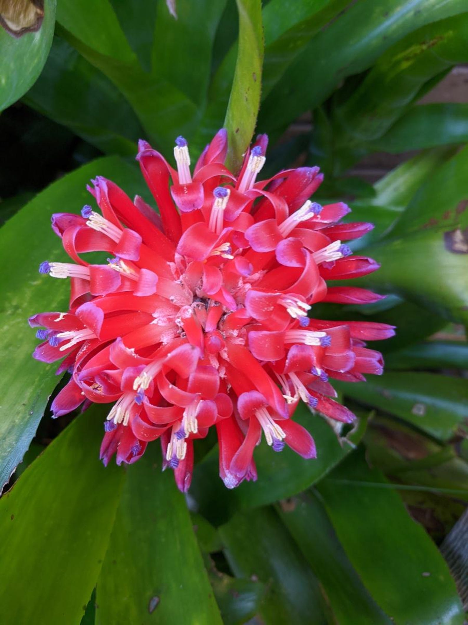 Flaming Torch Bromeliad - Vibrant Flower - 3 Fresh Medium Cutting - Etsy