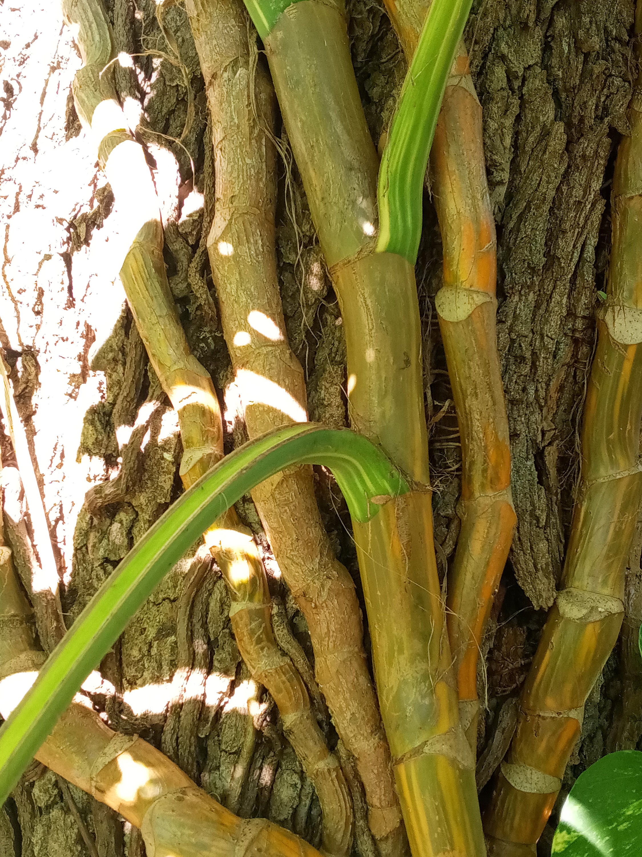 Giant Golden Pothos 1 2 Node Thick Clippings No Leaves and - Etsy