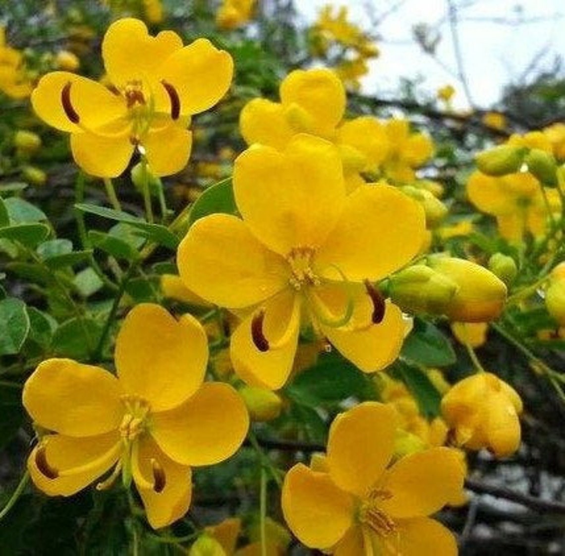 Best Deal* Christmas Cassia 80/160/350 Seeds. Heirloom. Senna ...