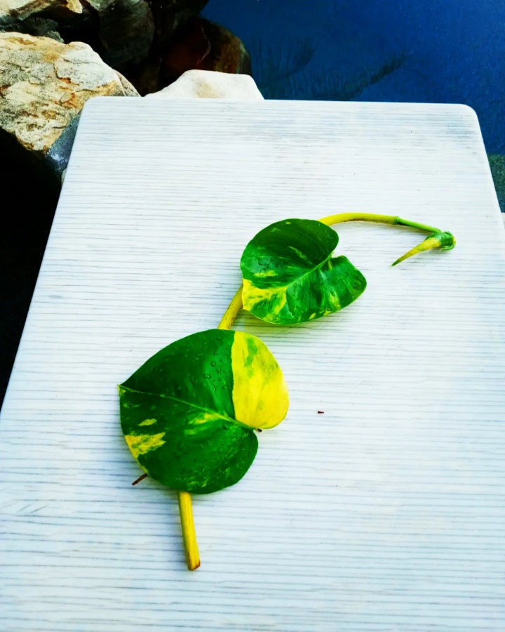 Giant Golden Pothos 1 2 Node Thick Clippings No Leaves and - Etsy