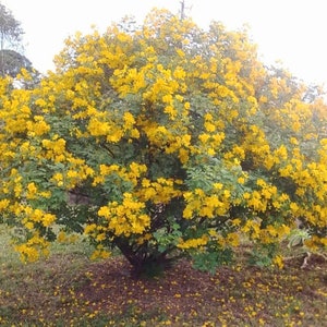 Best Deal* Christmas Cassia 80/160/350 Seeds. Heirloom. Senna ...