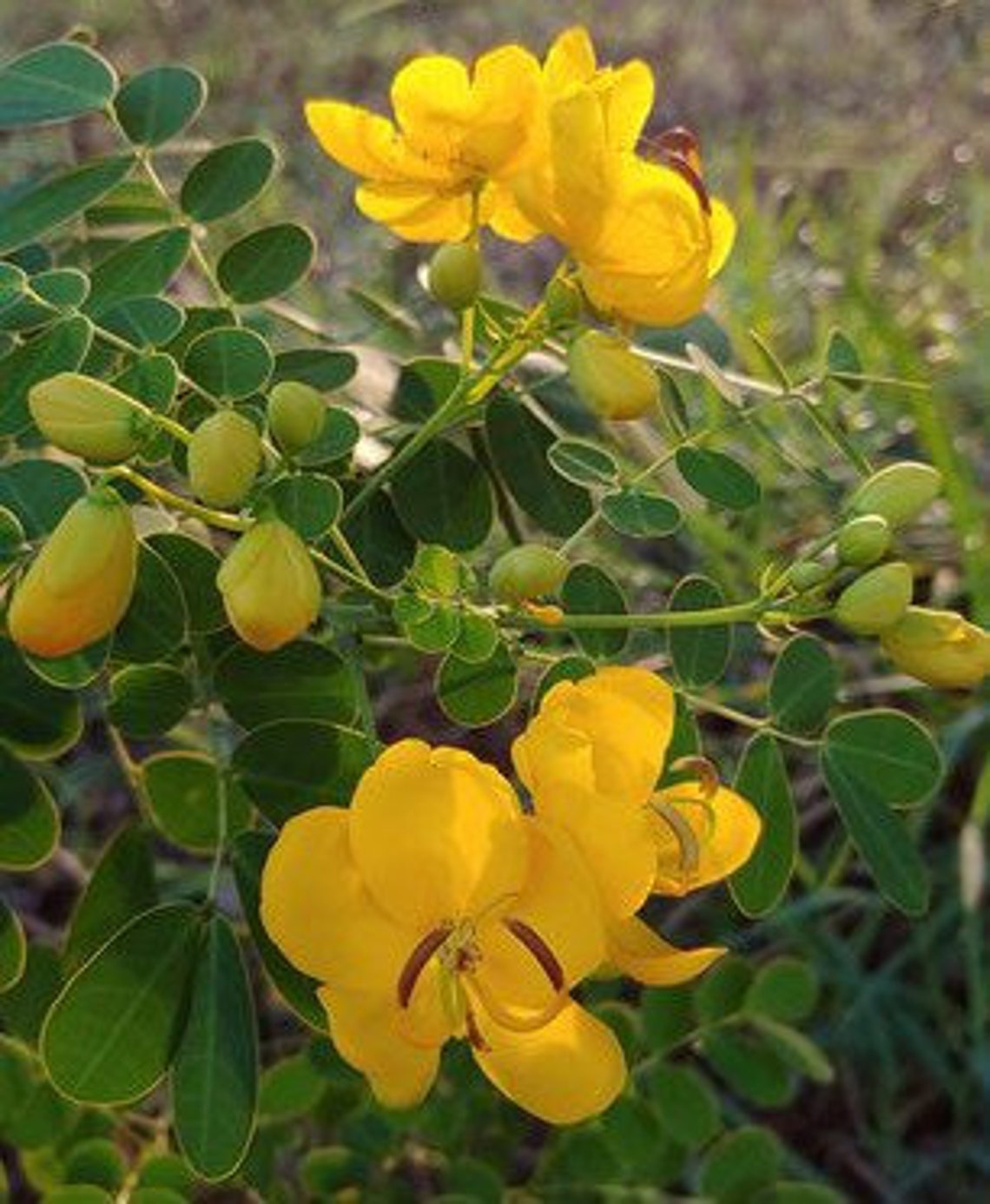 Best Deal* Christmas Cassia 80/160/350 Seeds. Heirloom. Senna ...