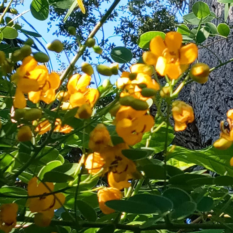 Best Deal* Christmas Cassia 80/160/350 Seeds. Heirloom. Senna ...
