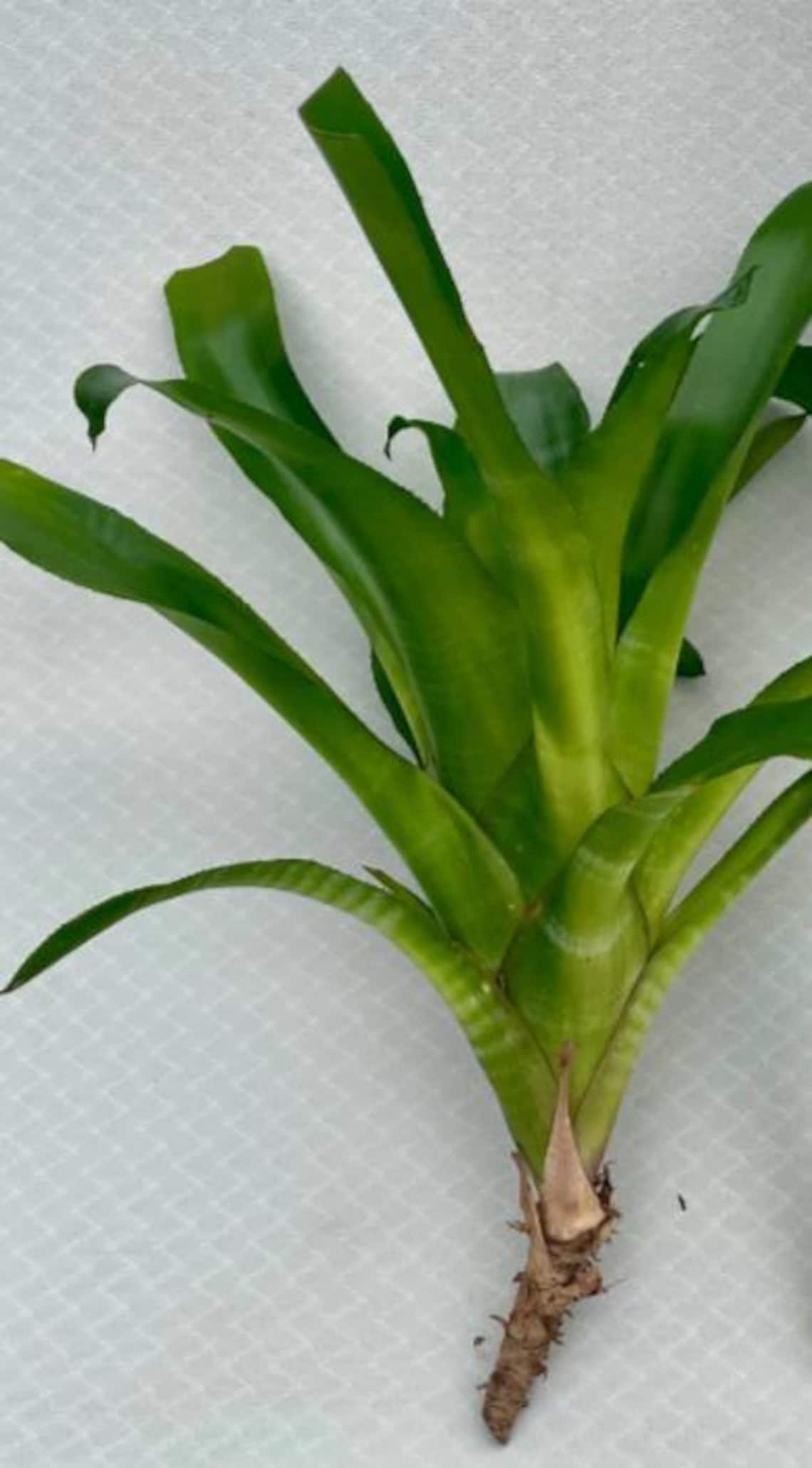 Flaming Torch Bromeliad - Vibrant Flower - 3 Fresh Medium Cutting - Etsy