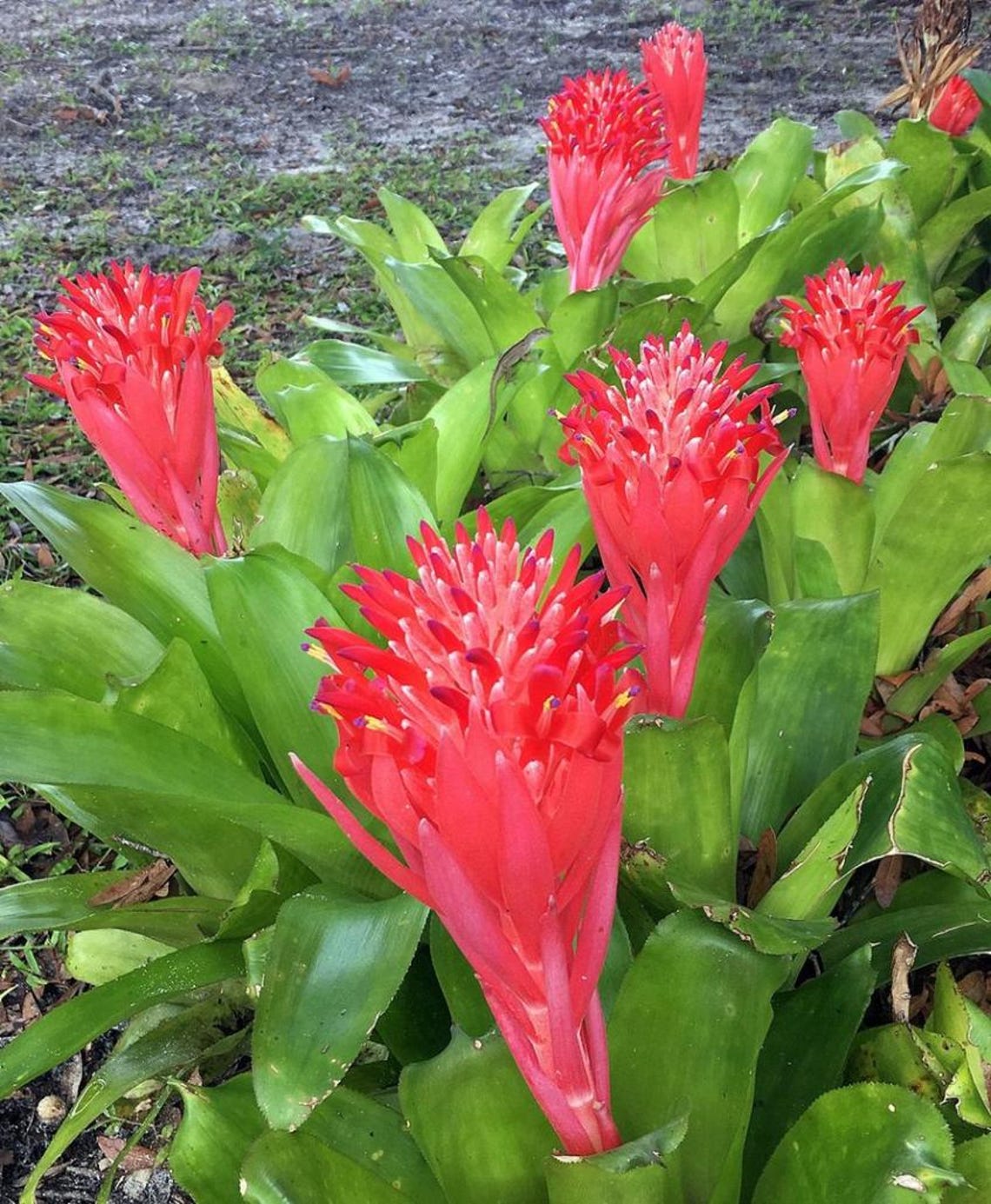 Flaming Torch Bromeliad - Vibrant Flower - 3 Fresh Medium Cutting - Etsy