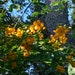Best Deal* Christmas Cassia 80/160/350 Seeds. Heirloom. Senna ...