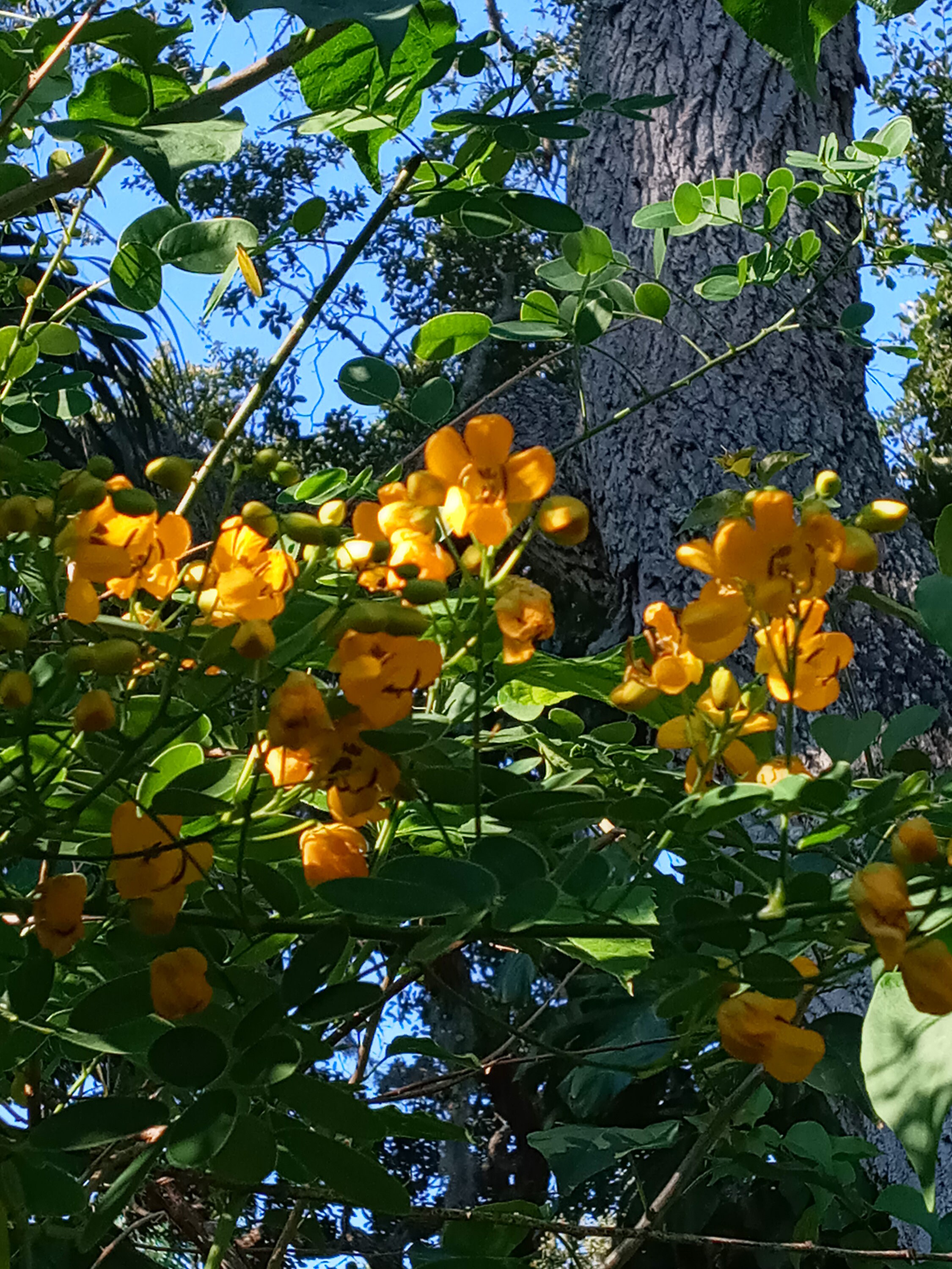 Best Deal* Christmas Cassia 80/160/350 Seeds. Heirloom. Senna ...