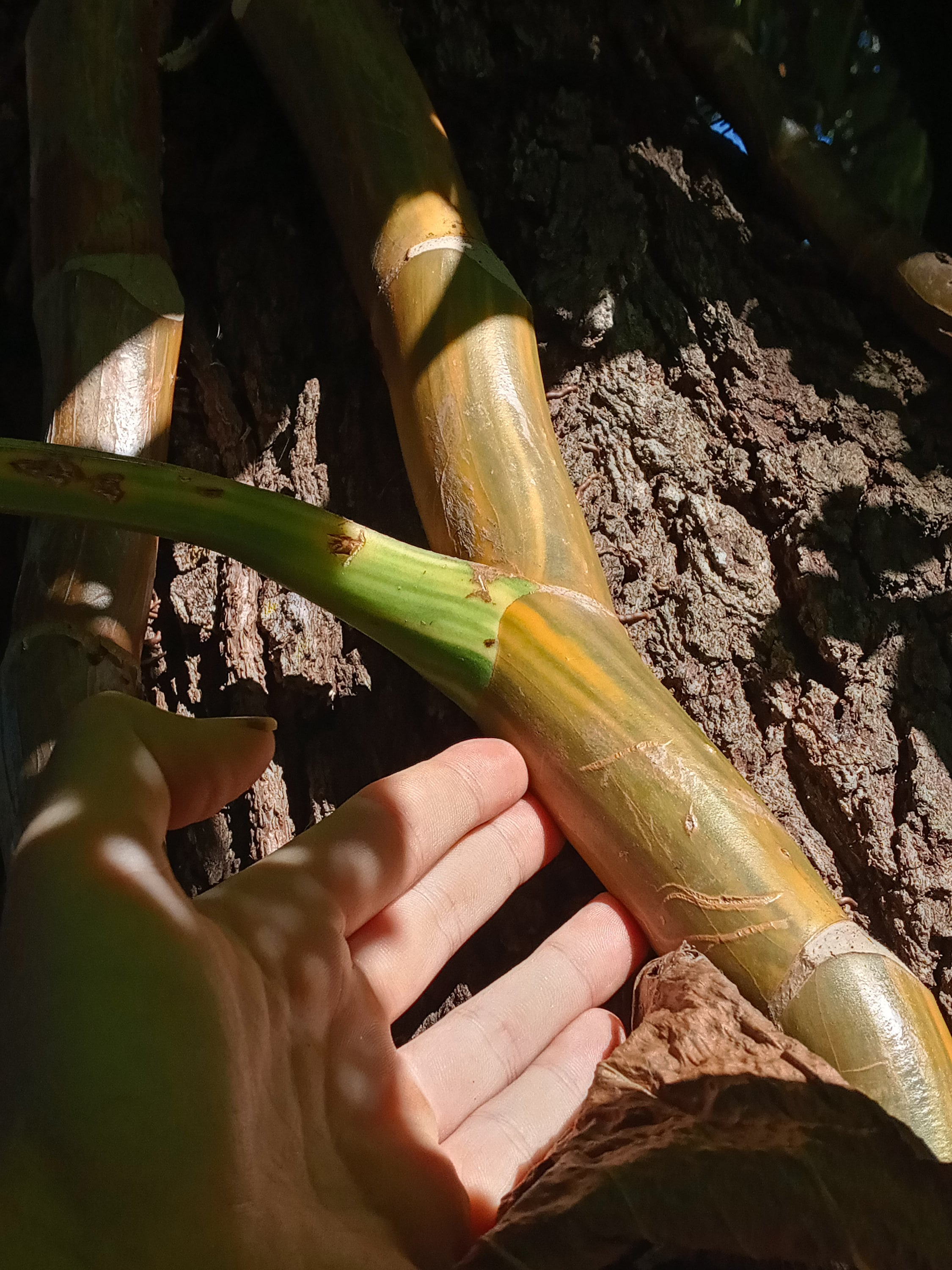Giant Golden Pothos 1 2 Node Thick Clippings No Leaves and - Etsy