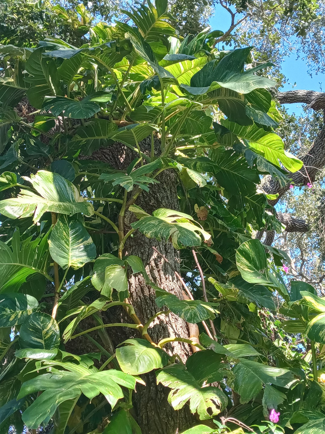 Giant Golden Pothos 1 - 2 Node+ Thick Clippings No Leaves and A 8" - 10 ...