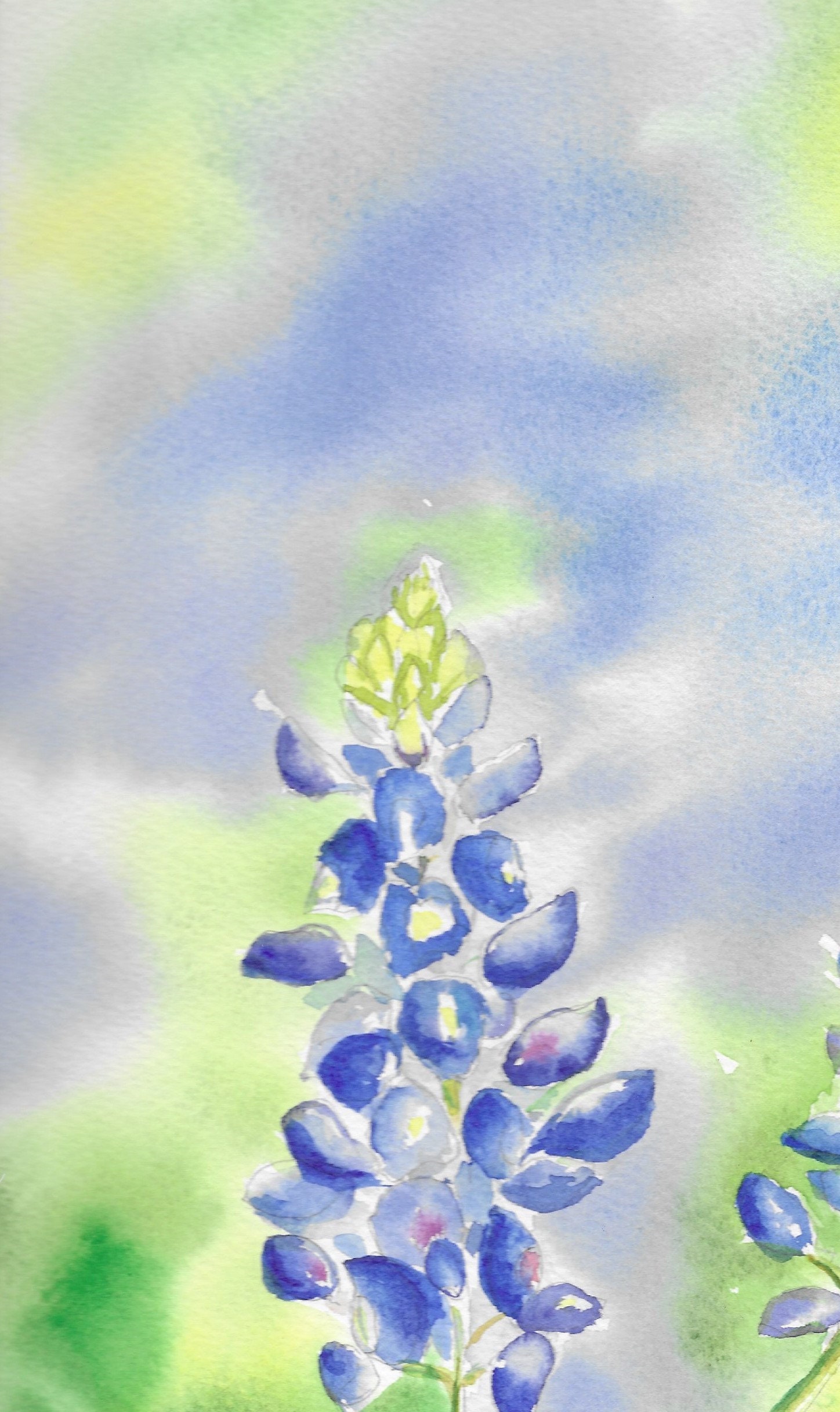 Bluebonnet Art Watercolor Painting Flower, Print or Original Artwork ...