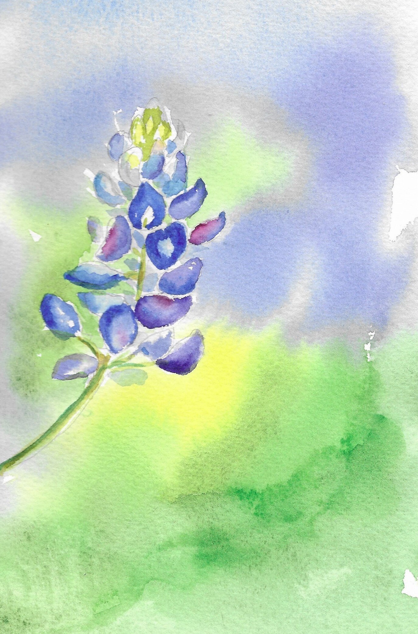 Bluebonnet Art Watercolor Painting Flower, Print or Original Artwork ...