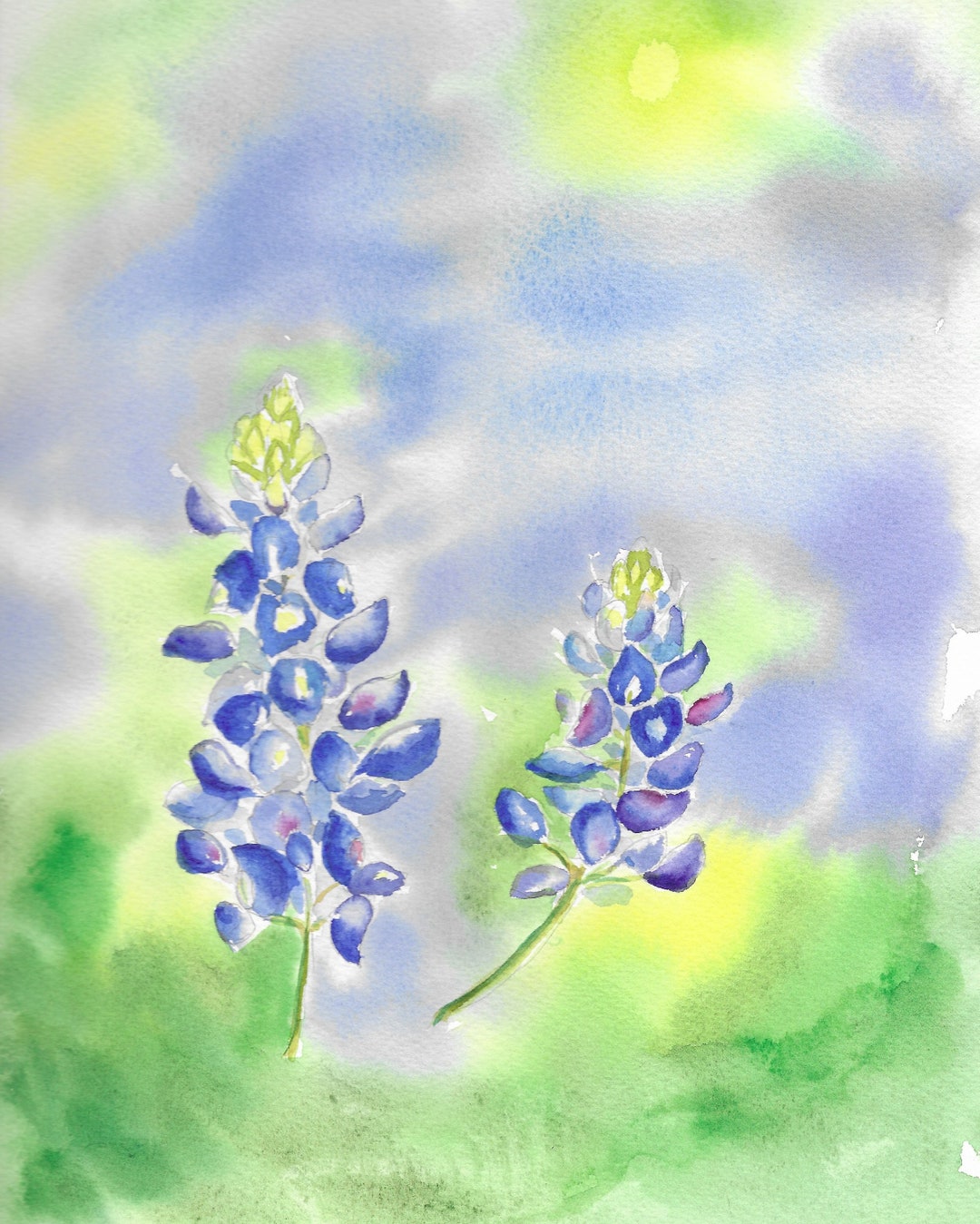 Bluebonnet Art Watercolor Painting Flower, Print or Original Artwork ...