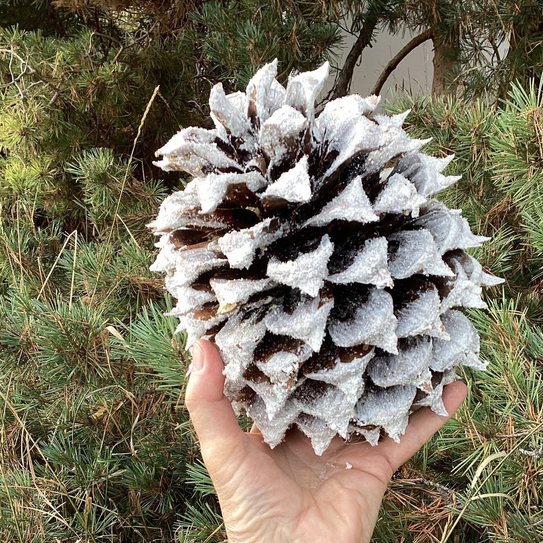 Very Large Natural Cone Decor Frosty Glittered Pine Cone Foothill Pine ...