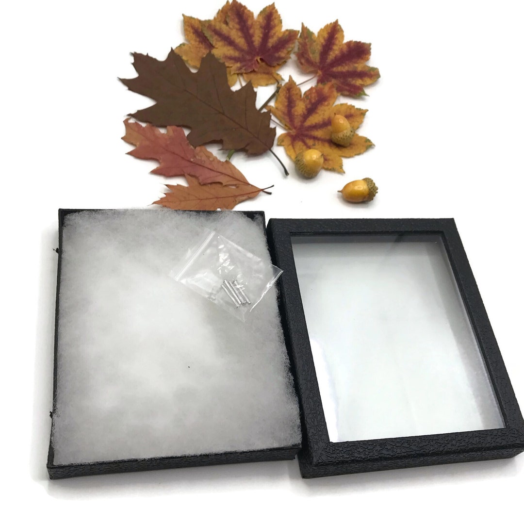 Science Specimen Display * Shadow Box - Etsy