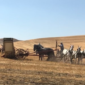 Vintage Single Tree Harness - Etsy
