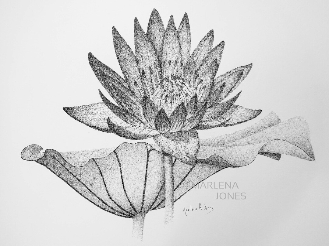 Stippling Drawing of Water Lily Flower and Pad Original Design All Dots ...