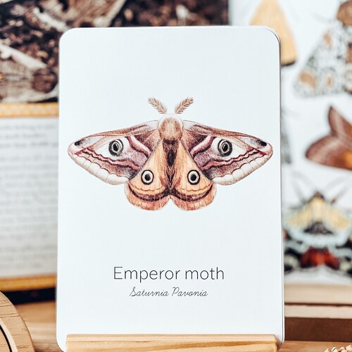 Moth Nature Guide - Etsy