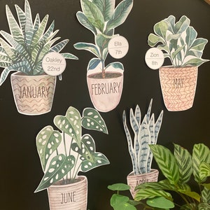 BOHO BOTANY Birthday Display, Birthday Chart, Plants Themed Classroom ...