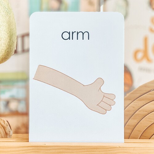 HUMAN BRAIN Parts Montessori Cards Flash Cards Three | Etsy