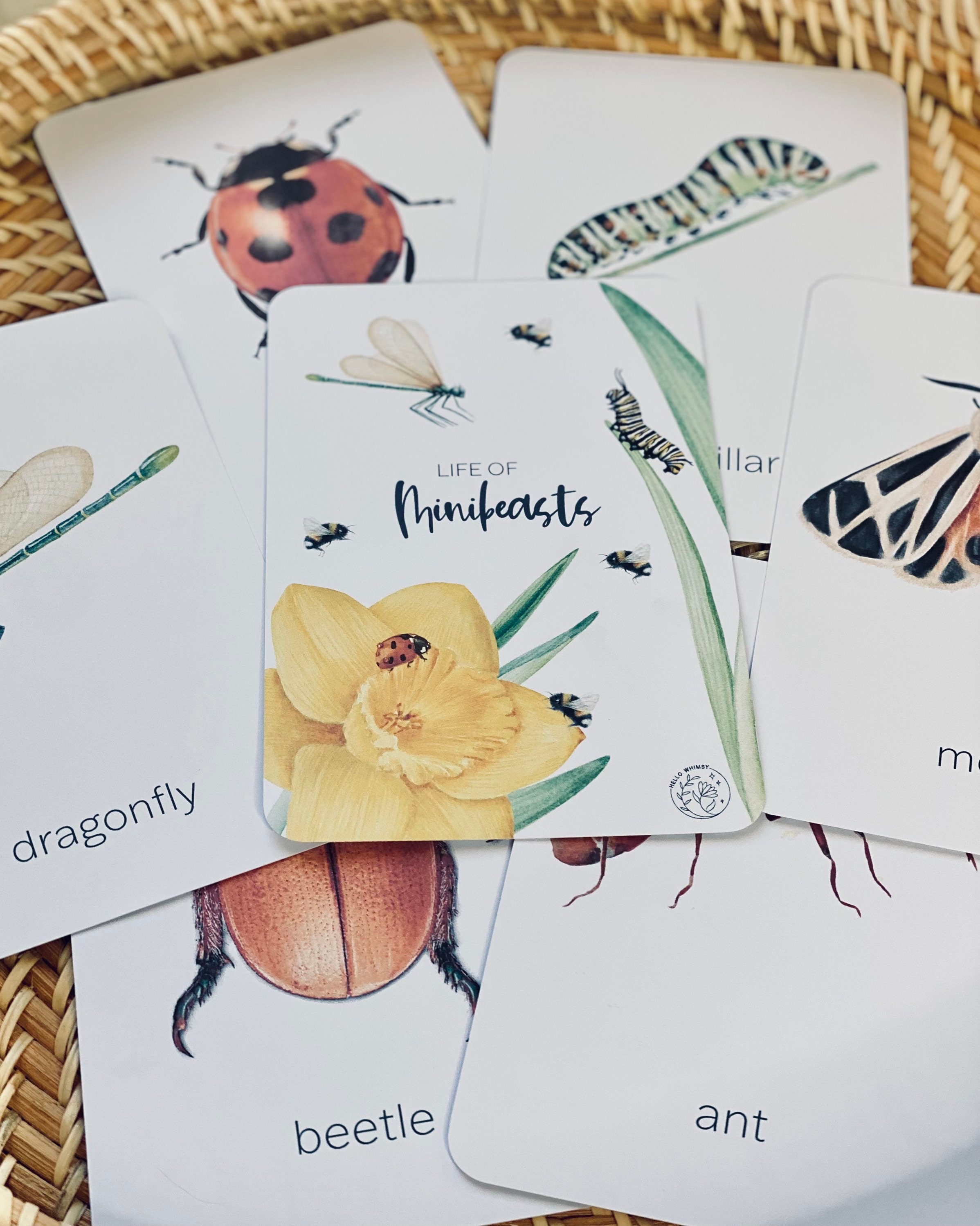 Minibeast Flashcards Minibeasts Bugs Insects Nature - Etsy