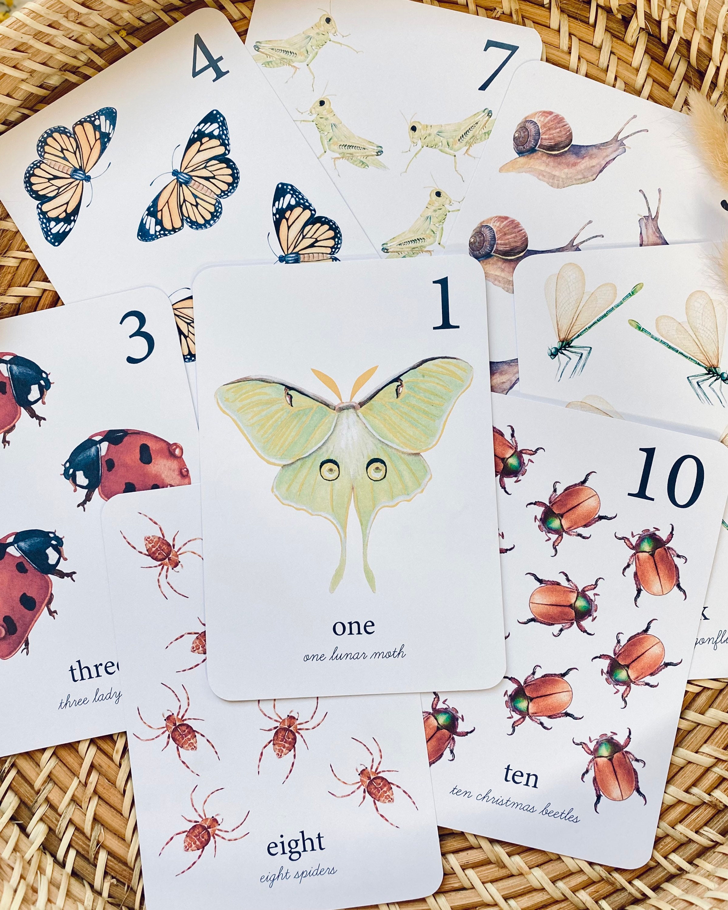 Minibeast Number Flashcards Bugs Insects Nature Counting | Etsy