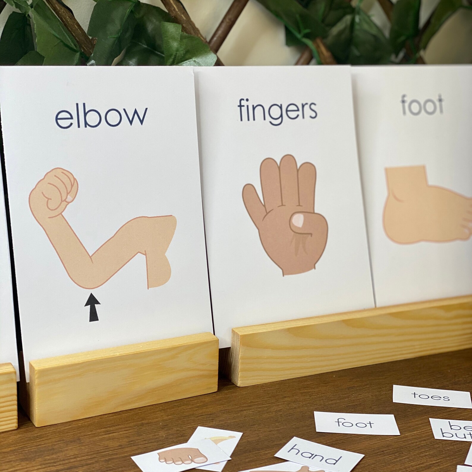 My Body Flash Cards Boy and Girl Body Parts School - Etsy UK