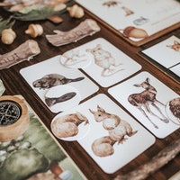 Woodland Forest Bundle | Animals, Tracks, Forest Layers Charlotte Mason ...