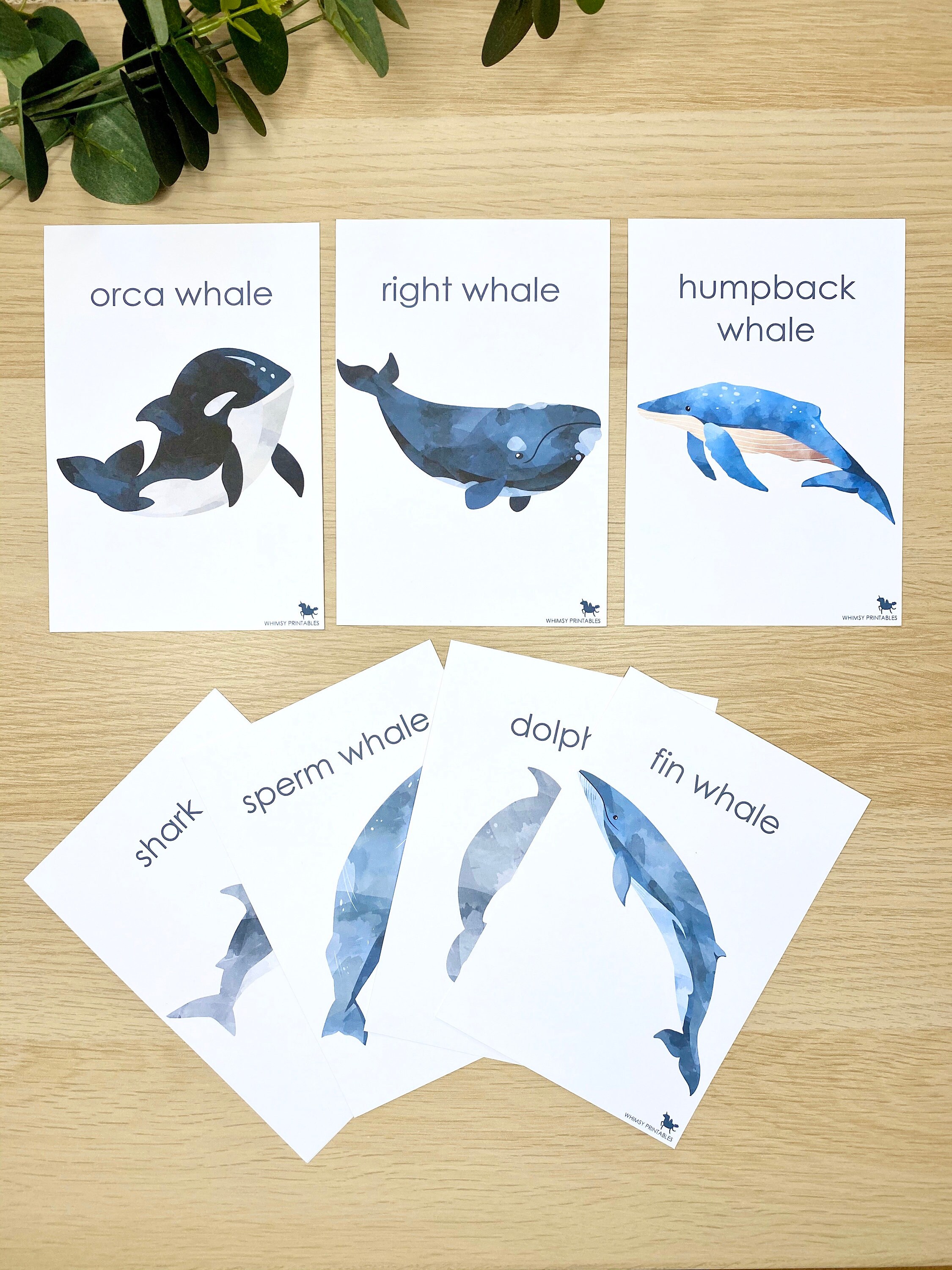 Ocean Flash Cards Sea Creatures Ocean Animals Flash - Etsy Australia