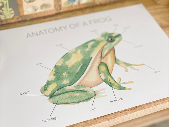 Frog Legs Anatomy