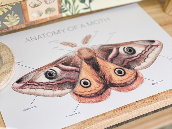 Anatomy of a Moth Poster Moth Anatomy Anatomy Poster - Etsy Australia