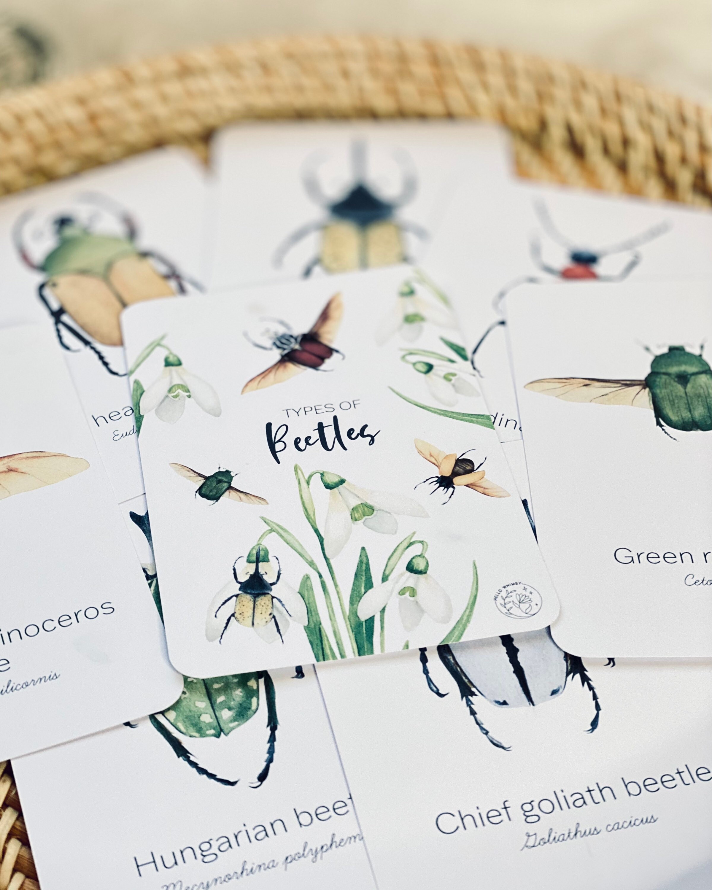 Beetle Species Flashcards Beetles Bugs Nature Flashcards - Etsy Australia