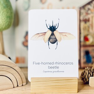 Beetle Species Flashcards, Beetles, Bugs, Nature, Flashcards, Digital ...