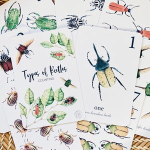 Beetle Number Flashcards Beetles Nature Flashcards Digital - Etsy Australia