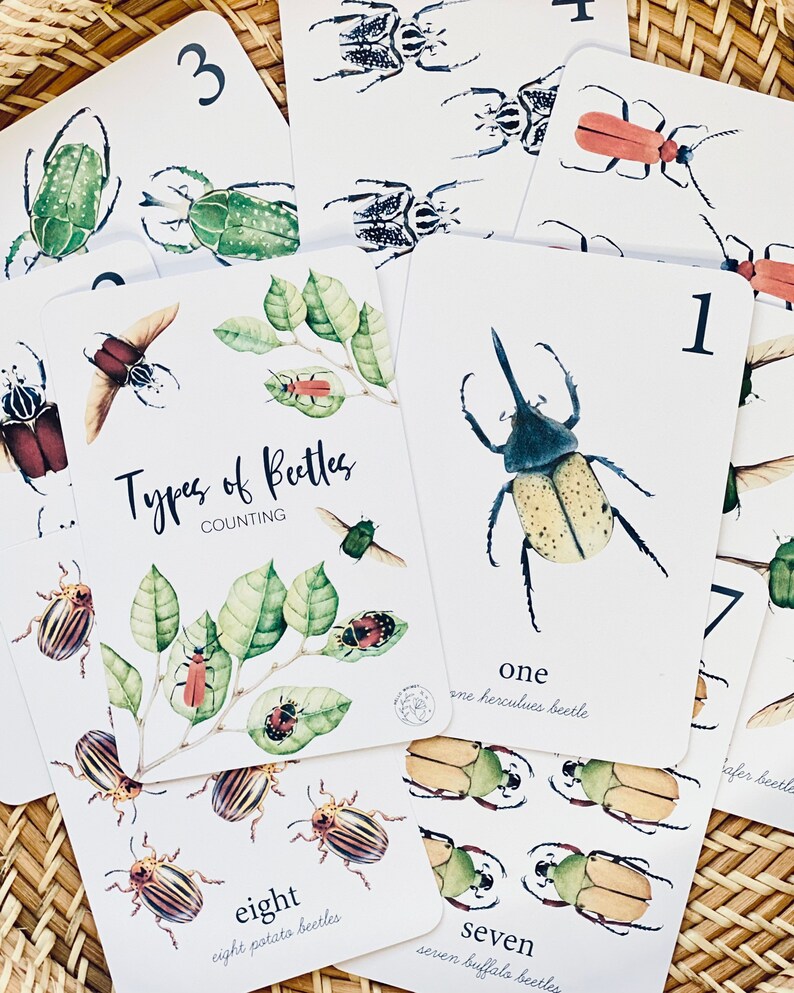 Toys & Games Beetle Number Flashcards Homeschool Resources Nature ...